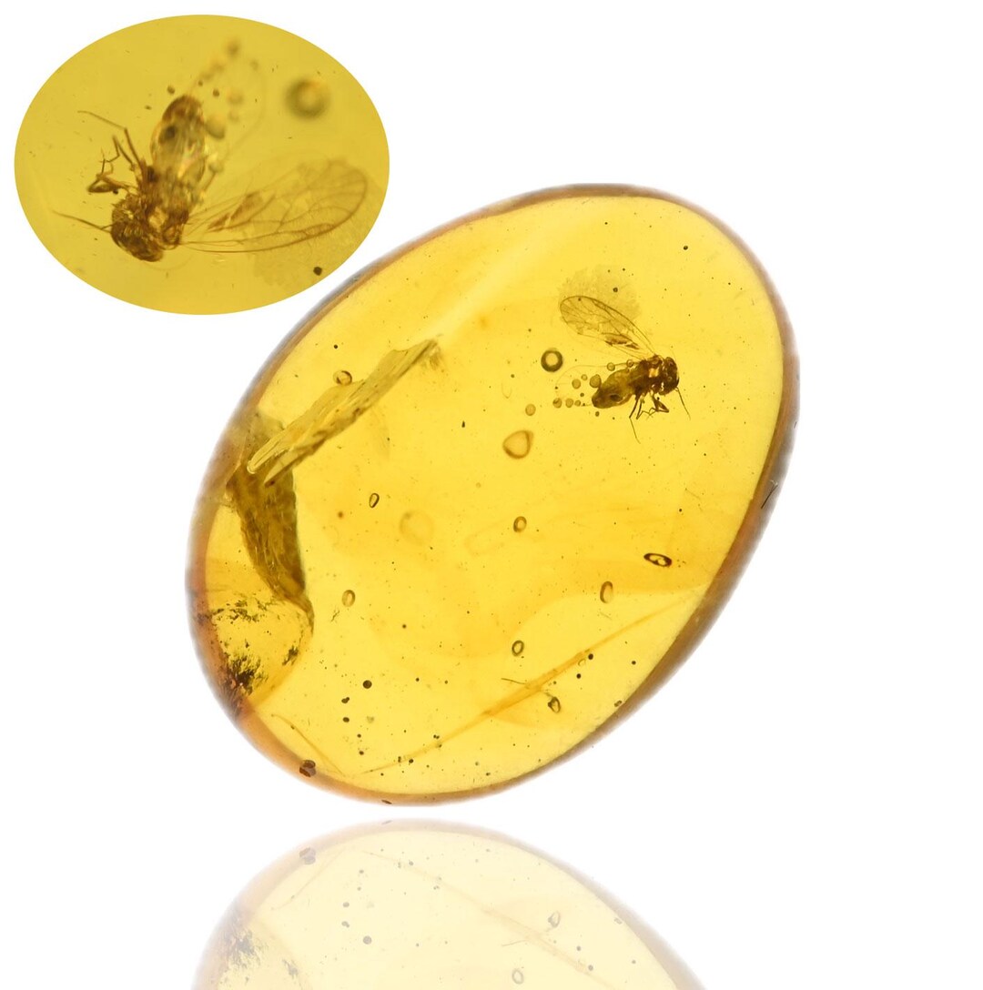 Psocoptera booklice, Fossil Insect Inclusion in Burmese Amber - Etsy
