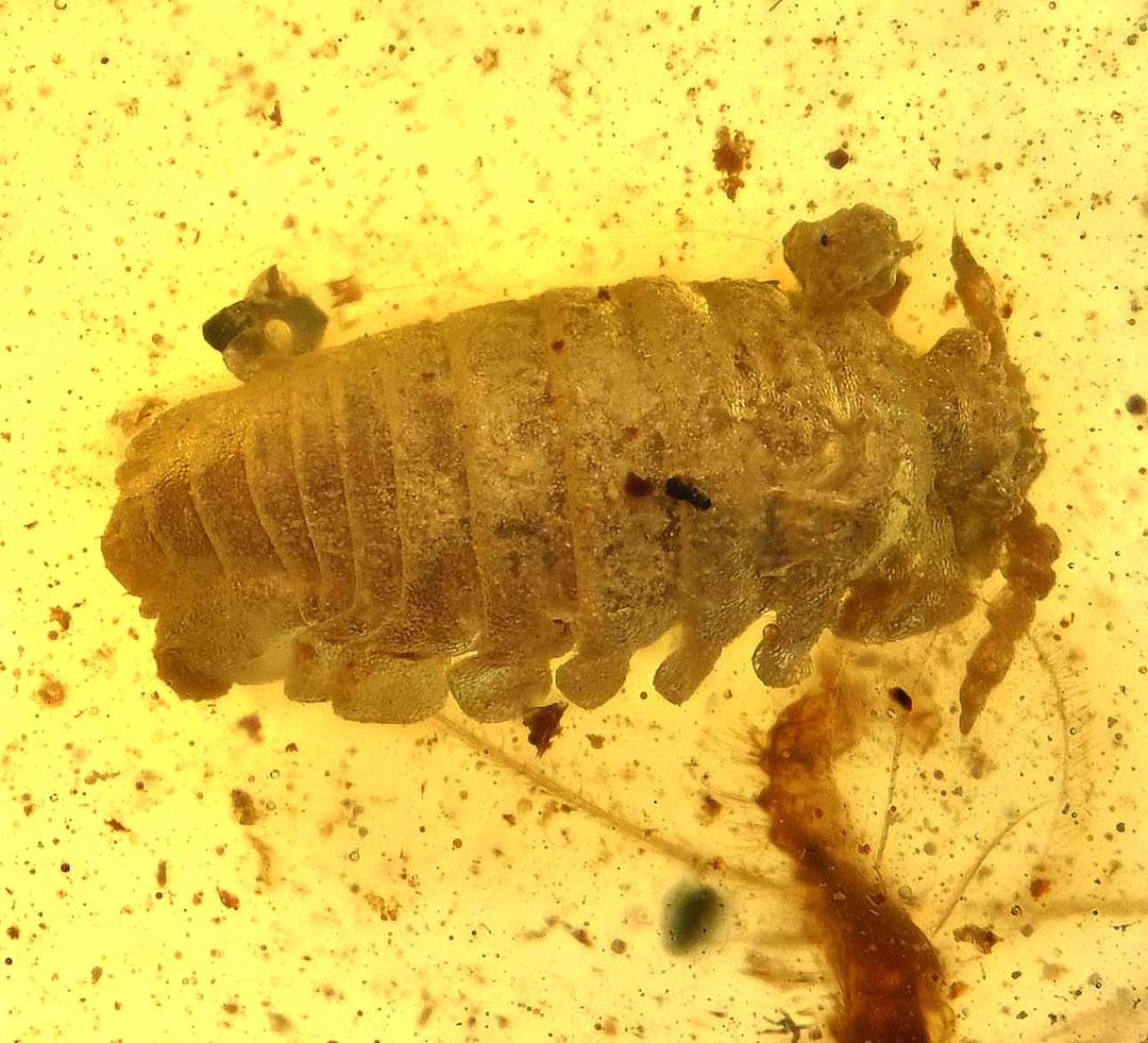 Terrestrial Crustacean (isopod), Fossil Inclusion in Burmese Amber - Etsy
