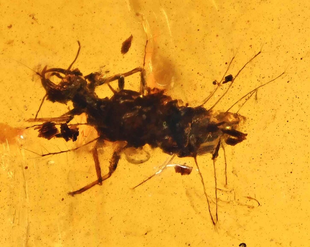 Rare Camouflaged Neuroptera Larva (lacewing), Fossil Inclusion in ...