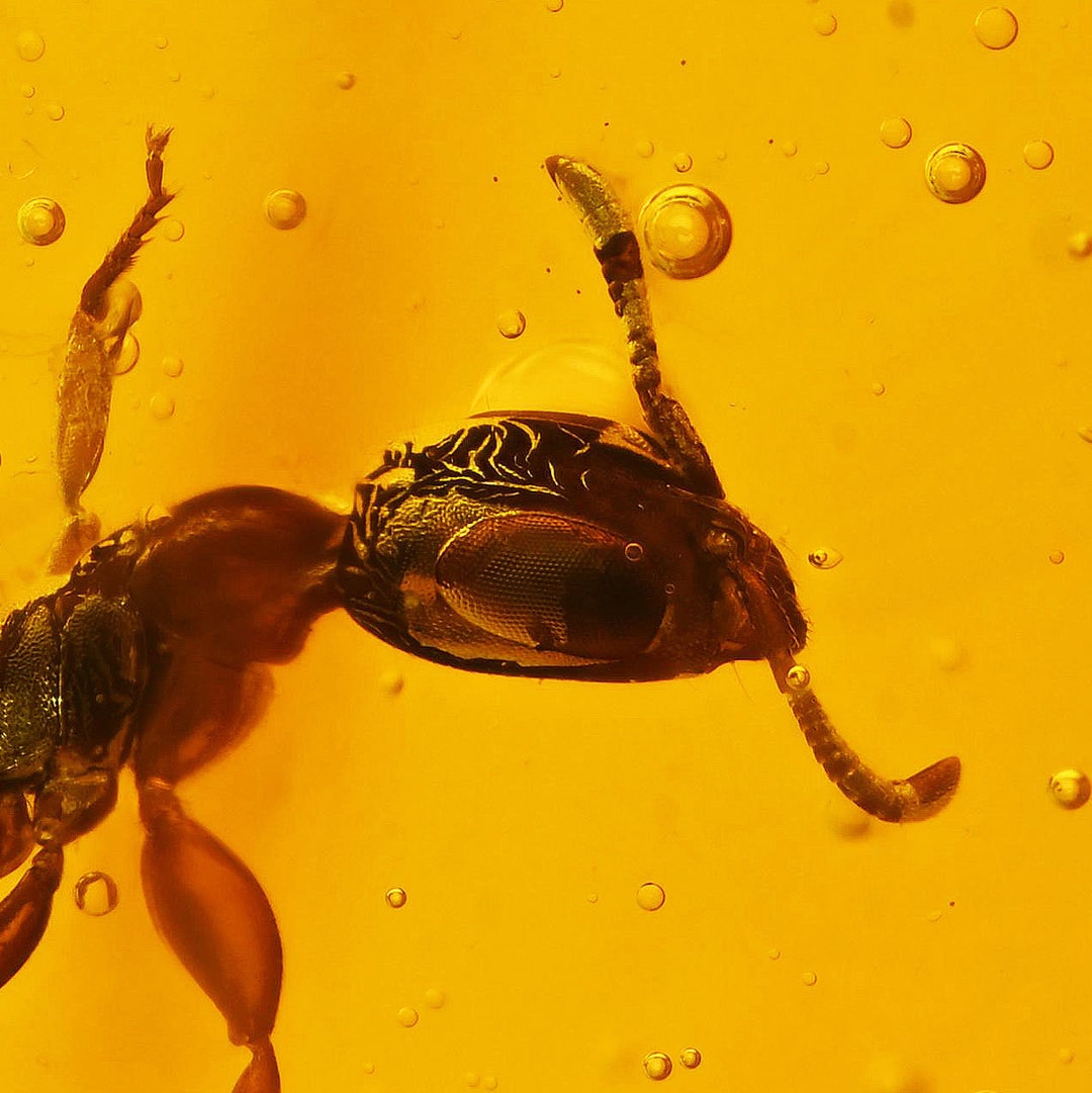 Detailed Aculeata, Formicidae ant, Fossil Inclusion in Dominican Amber ...