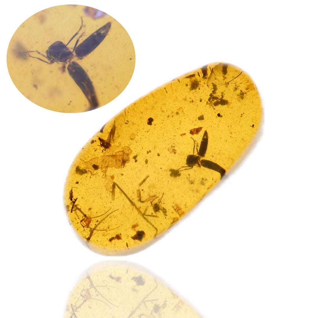 Coleoptera (beetle) With Spread Elytra, Fossil Insect Inclusion in ...