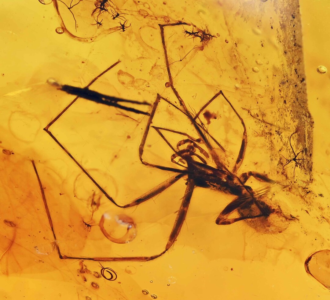 Unusual Araneae: Araneida (spider), Fossil Inclusion in Burmese Amber ...
