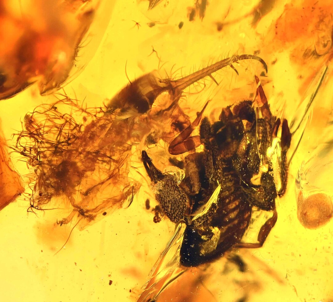 RARE! Ant Lion Larva Fighting Pseudoscorpion, Fossil Inclusion in ...