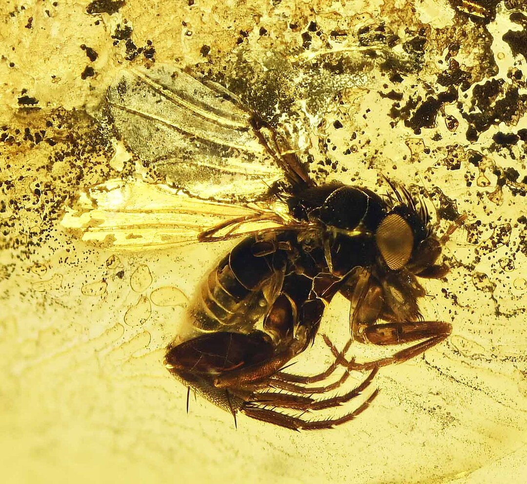 AMAZING Detail Phoridae (scuttle Fly), Fossil Inclusion in Baltic Amber ...