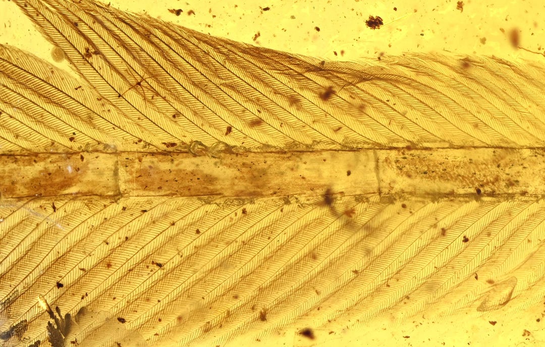 Rare Aves Bird Feather, Fossil Insect Inclusion in Burmese Amber - Etsy