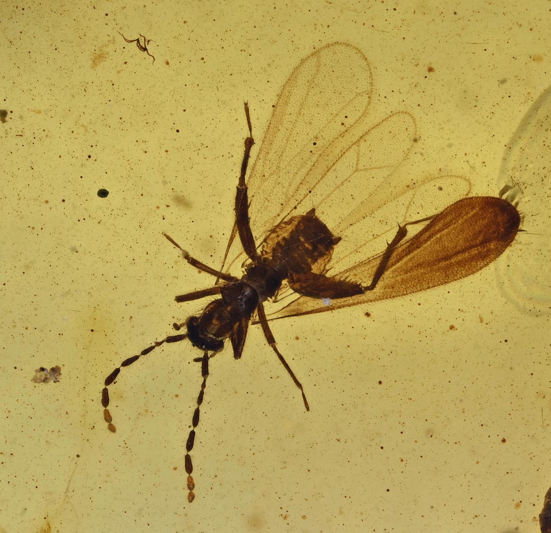 RARE Zoraptera angel Insect, Fossil Insect Inclusion in Burmese Amber ...