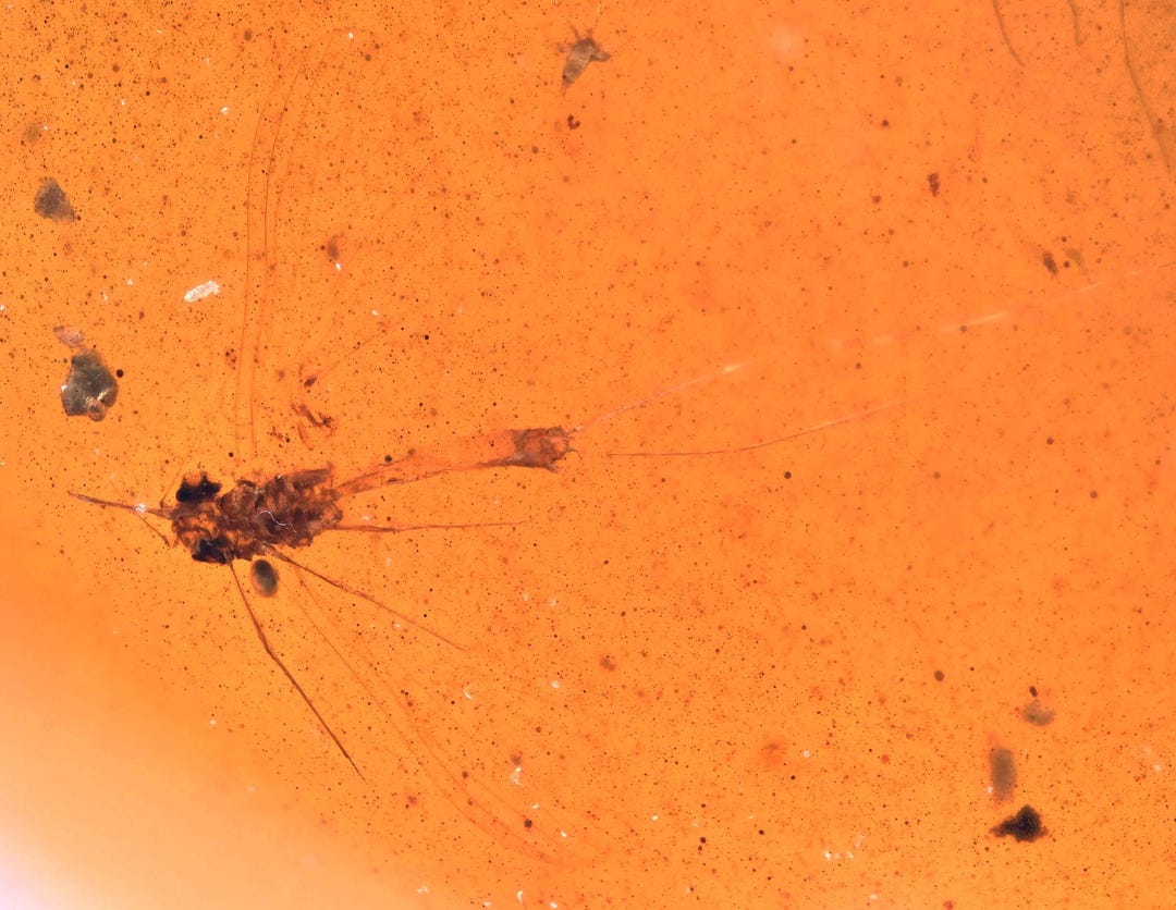 Scarce Ephemeroptera (mayfly), Fossil Inclusion in Burmese Amber - Etsy