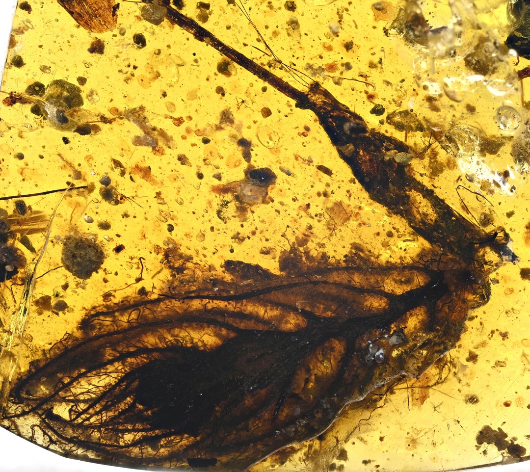 Large Blooming Flower, Fossil Inclusion in Burmese Amber - Etsy