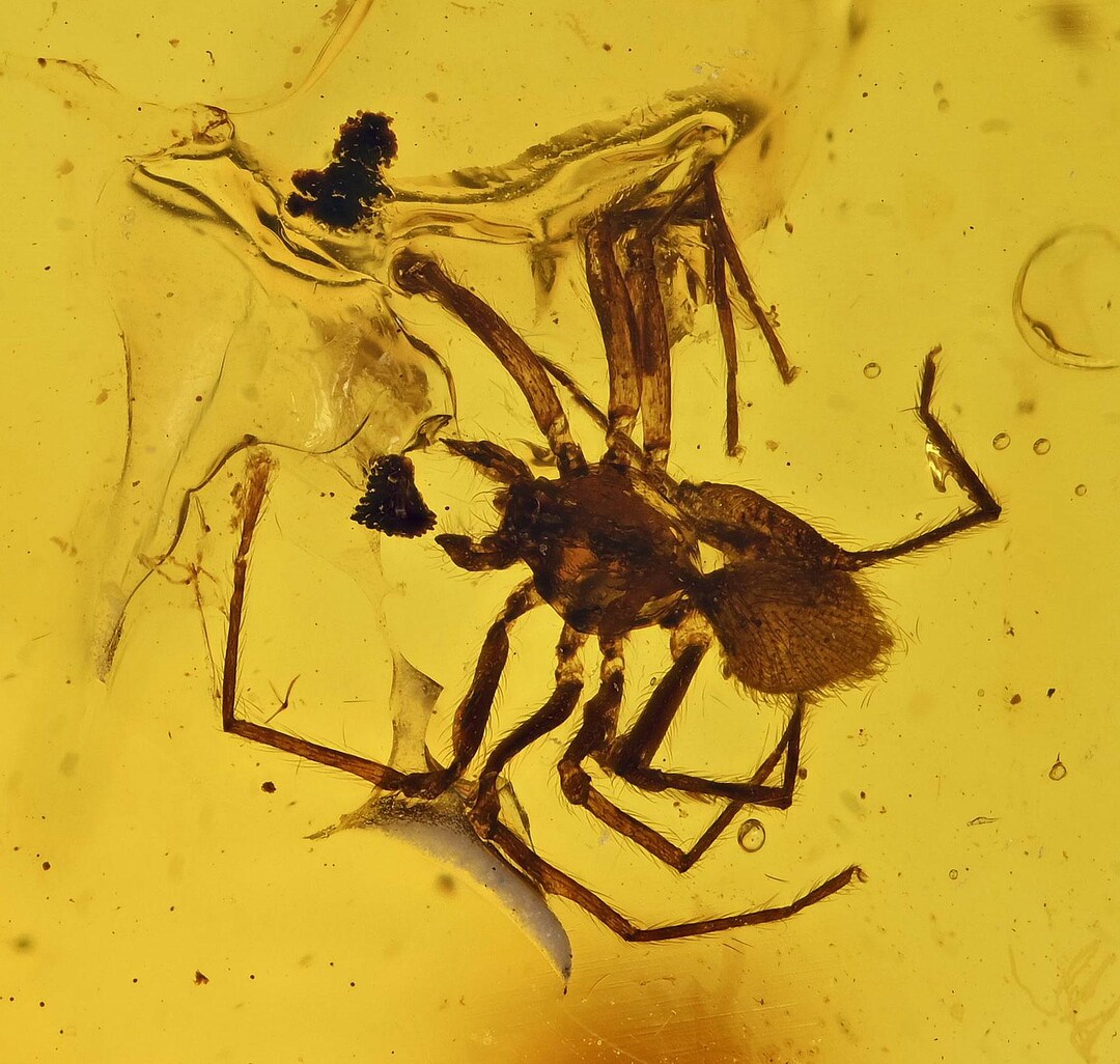 Detailed Araneae: Araneida (spider), Fossil Insect Inclusions in ...