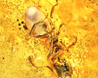 Super Detailed Aculeata, Formicidae (ant), Fossil Inclusion in Baltic ...