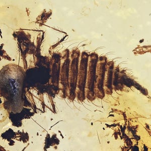 Super Rare Dragonfly Larvae, Fossil Insect Inclusion in Burmese Amber ...