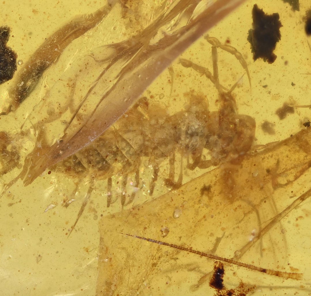 Diplopoda (millipede), Fossil Insect Inclusion in Burmese Amber - Etsy
