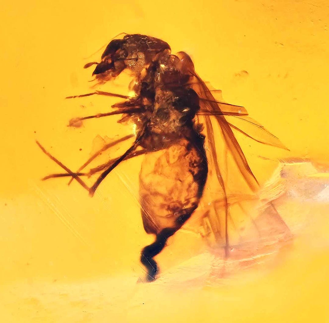 Detailed Pscoptera (booklice) With Frass, Fossil Inclusion in Burmese ...
