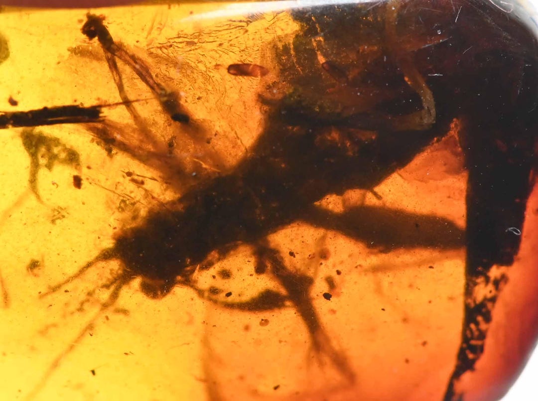 Rare Adult Mantodea (praying Mantis), Fossil Inclusion in Burmese Amber ...