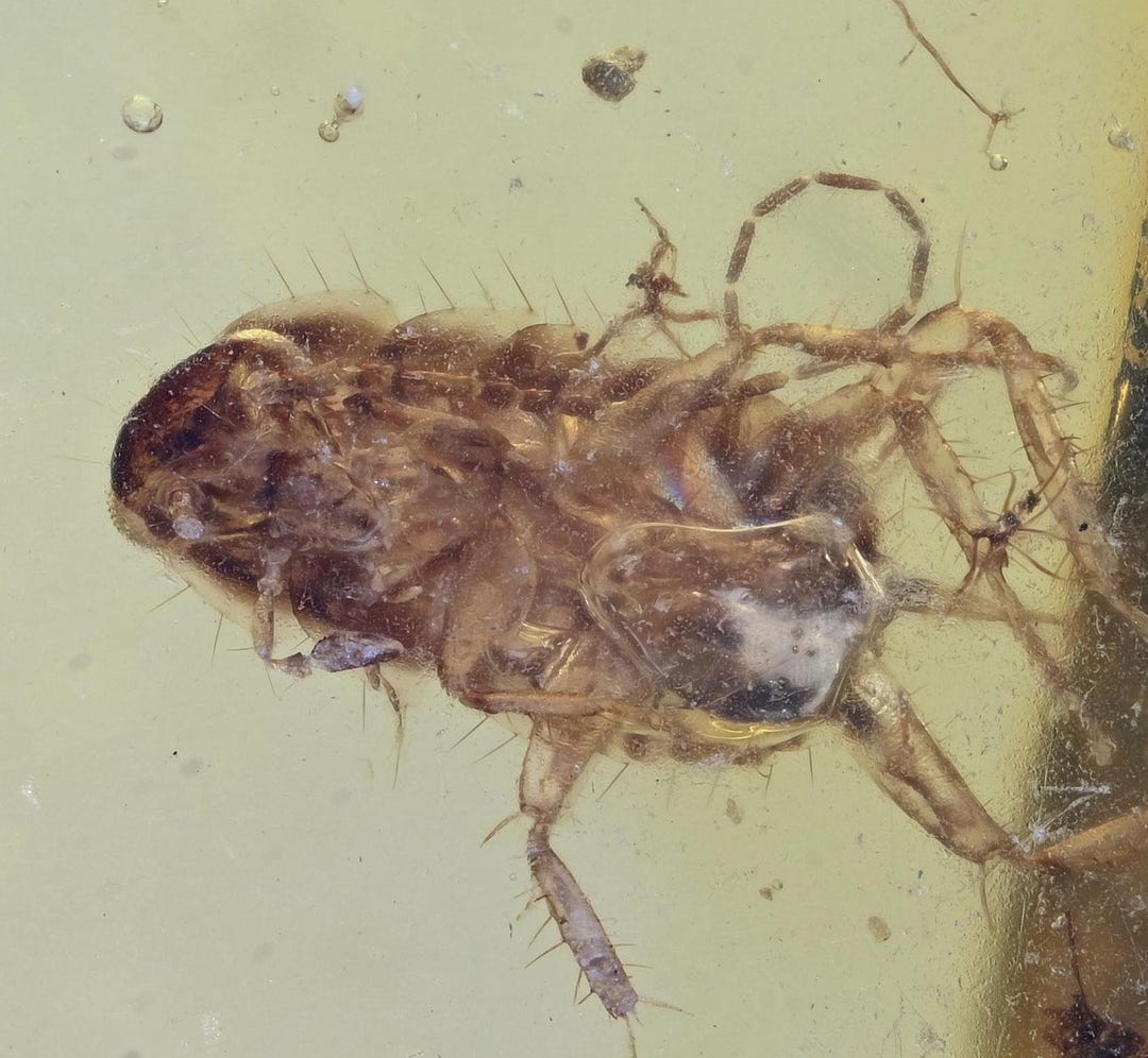 Blattodea cockroach, Fossil Insect Inclusion in Burmese Amber - Etsy