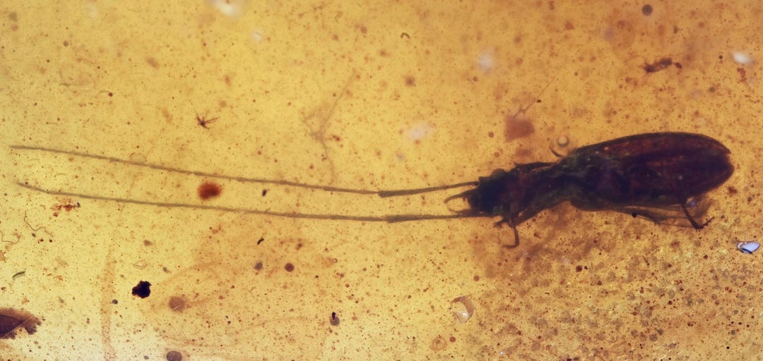 Extremely Rare Silvanidae (flat Bark Beetle), Fossil Inclusion in ...