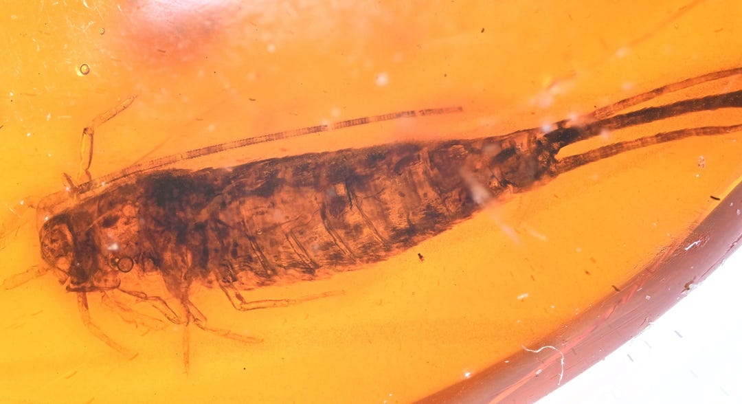 Zygentoma (silverfish), Fossil Insect Inclusion in Dominican Amber - Etsy