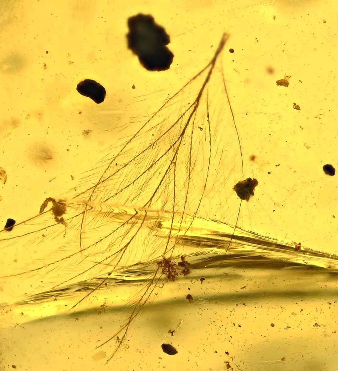 Rare Aves Bird Feather, Fossil Inclusion in Burmese Amber - Etsy