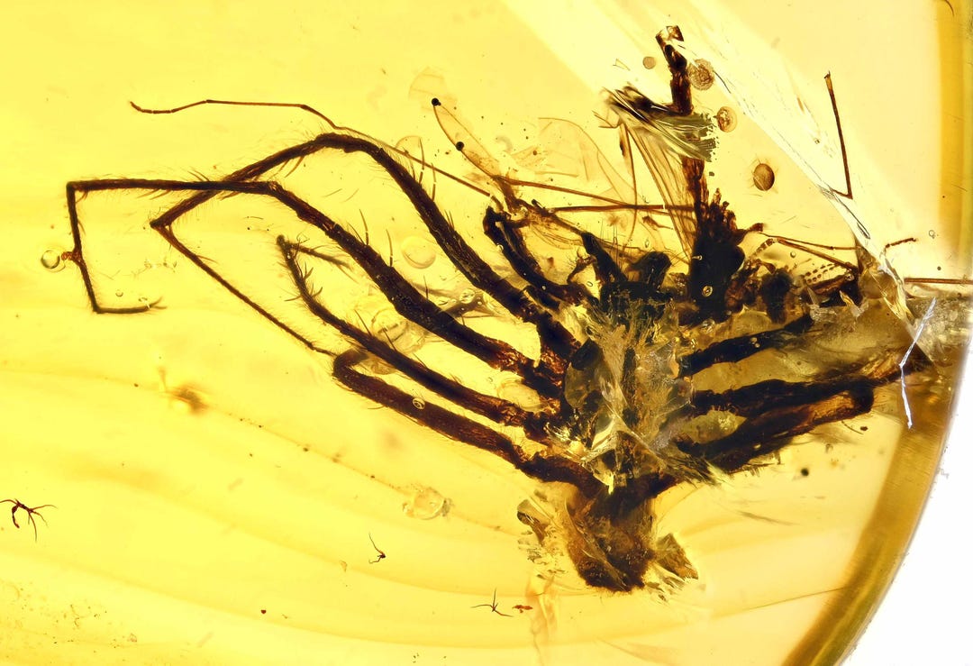 Rare Archaeidae (assassin Spider), Fossil Inclusion in Burmese Amber - Etsy
