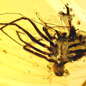 Rare Archaeidae (assassin Spider), Fossil Inclusion in Burmese Amber - Etsy