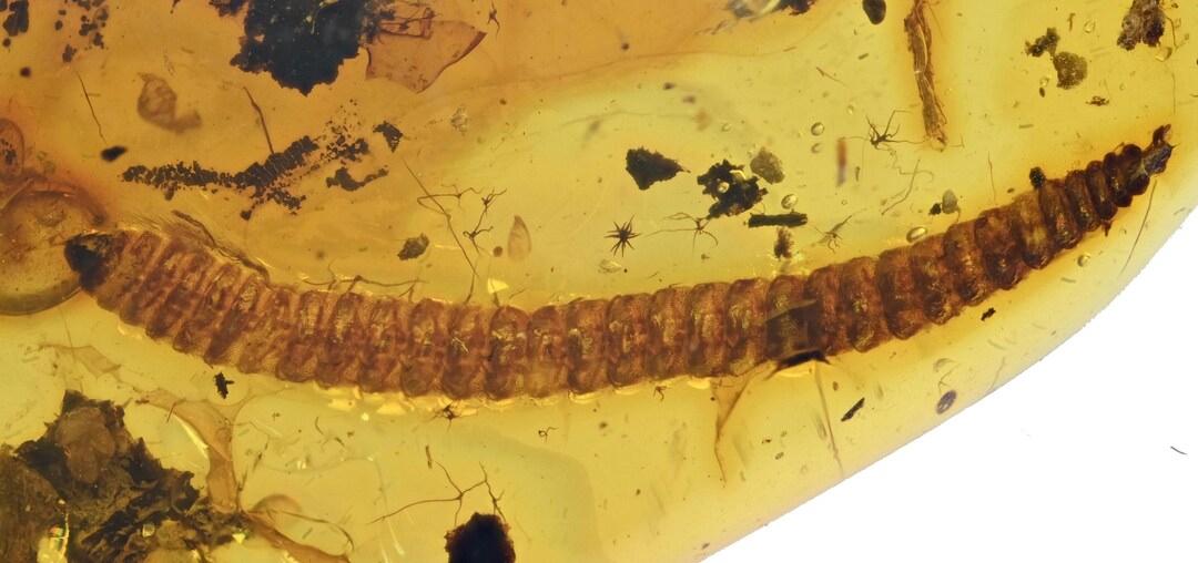 Detailed Diplopoda (millipede), Fossil Insect Inclusion in Burmese ...