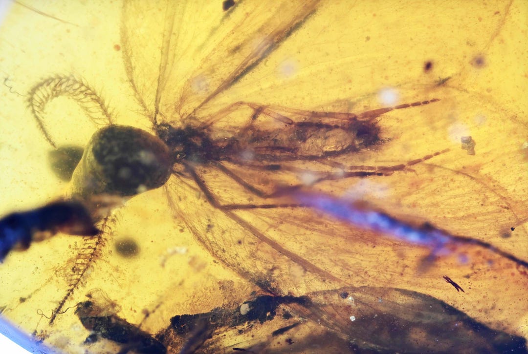 Rare Large Dilaridae (lacewing), Fossil Inclusion in Burmese Amber - Etsy