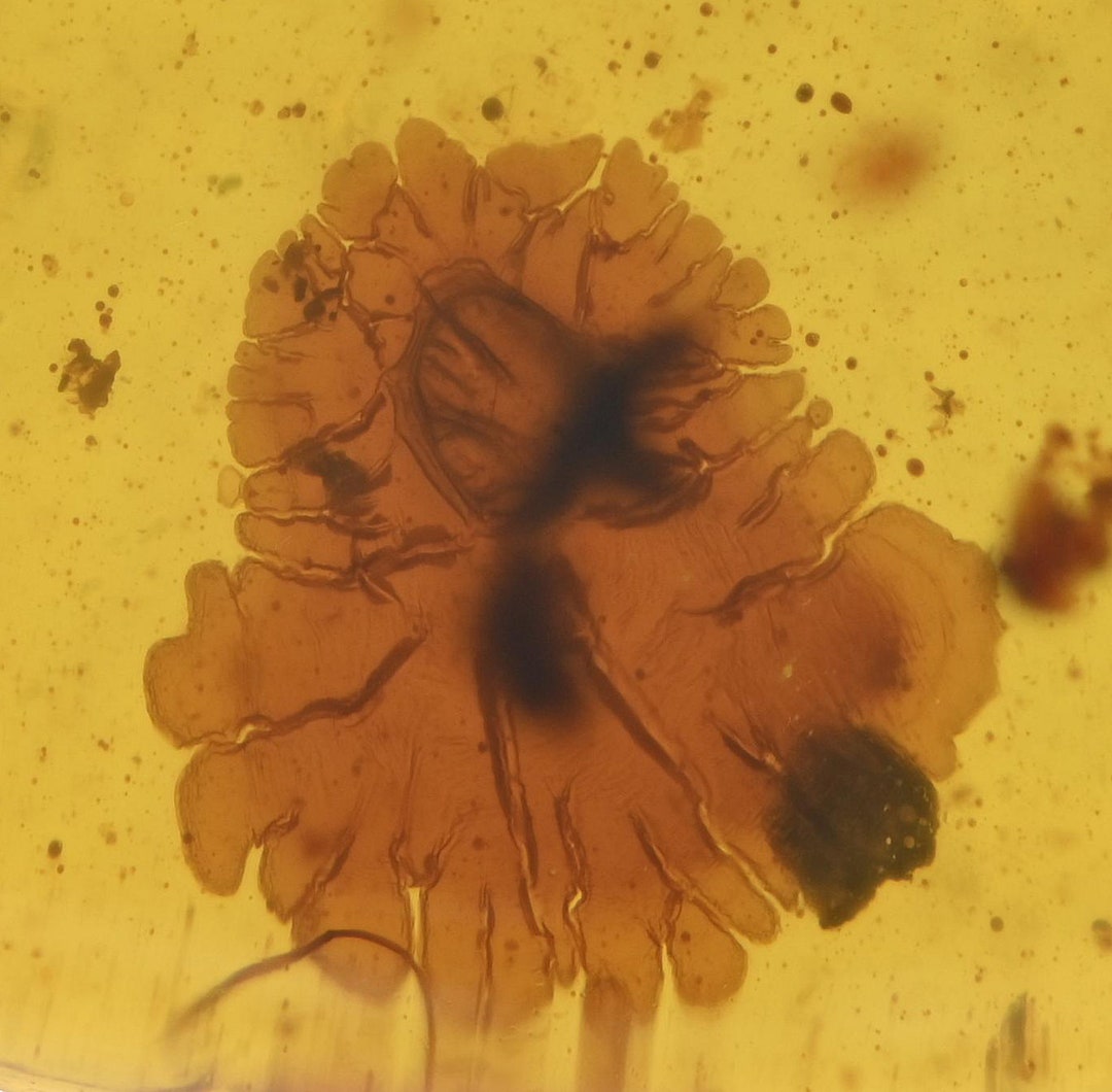 Unusual and Rare Fungi, Fossil Inclusion in Burmese Amber - Etsy