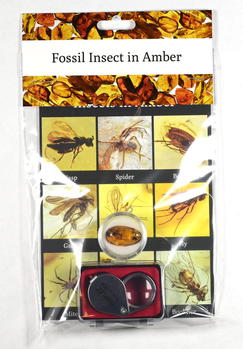 GENUINE Fossil Insect Inclusion in Burmese Amber Kit - Includes ...
