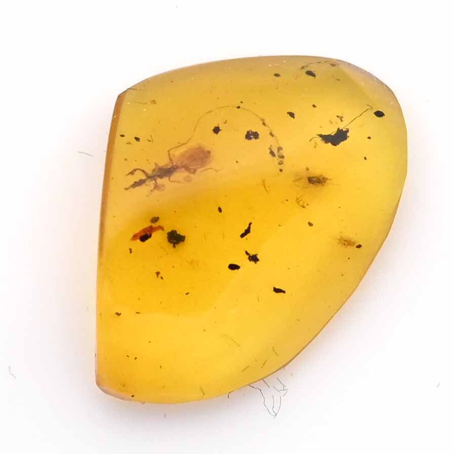 Detailed Enicocephalidae gnat Bug Fossil Inclusion in - Etsy