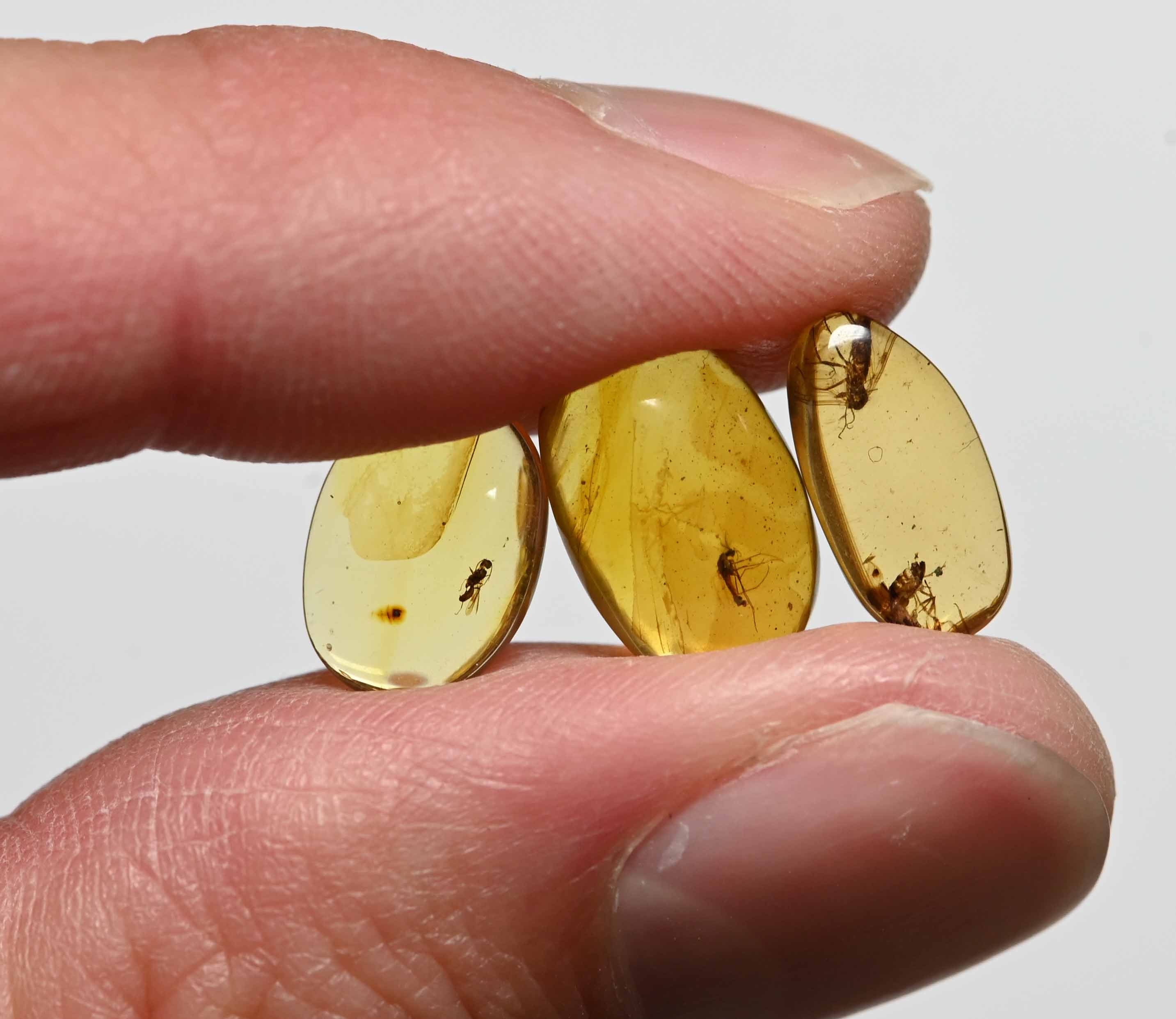 GENUINE Fossil Insect Inclusion in Burmese Amber Kit Includes Magnifier ...