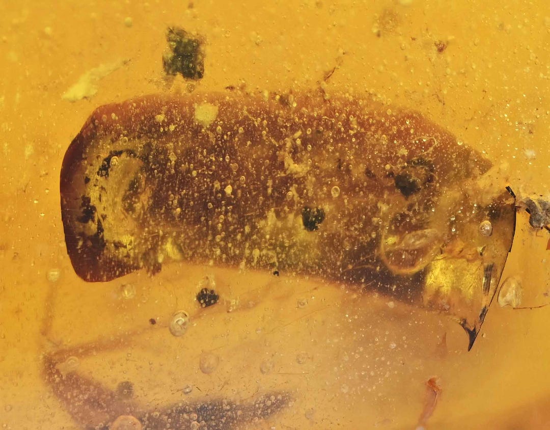 Blattodea (cockroach) Egg Sac, Fossil Inclusion in Burmese Amber - Etsy