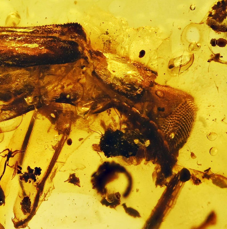 Rare Lymexylidae (ship Timber Beetle), Fossil Inclusion in Burmese ...