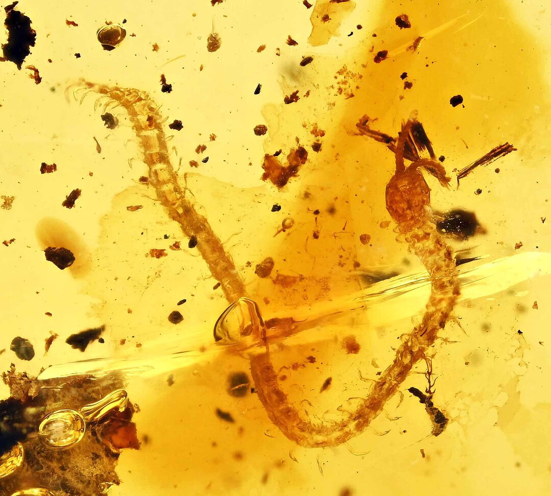 Rare Myriapoda centipede Fossil Inclusion in Burmese Amber - Etsy