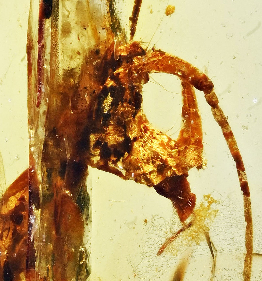 RARE Haidomyrmex hell Ant Fossil Inclusion in Burmese Amber - Etsy