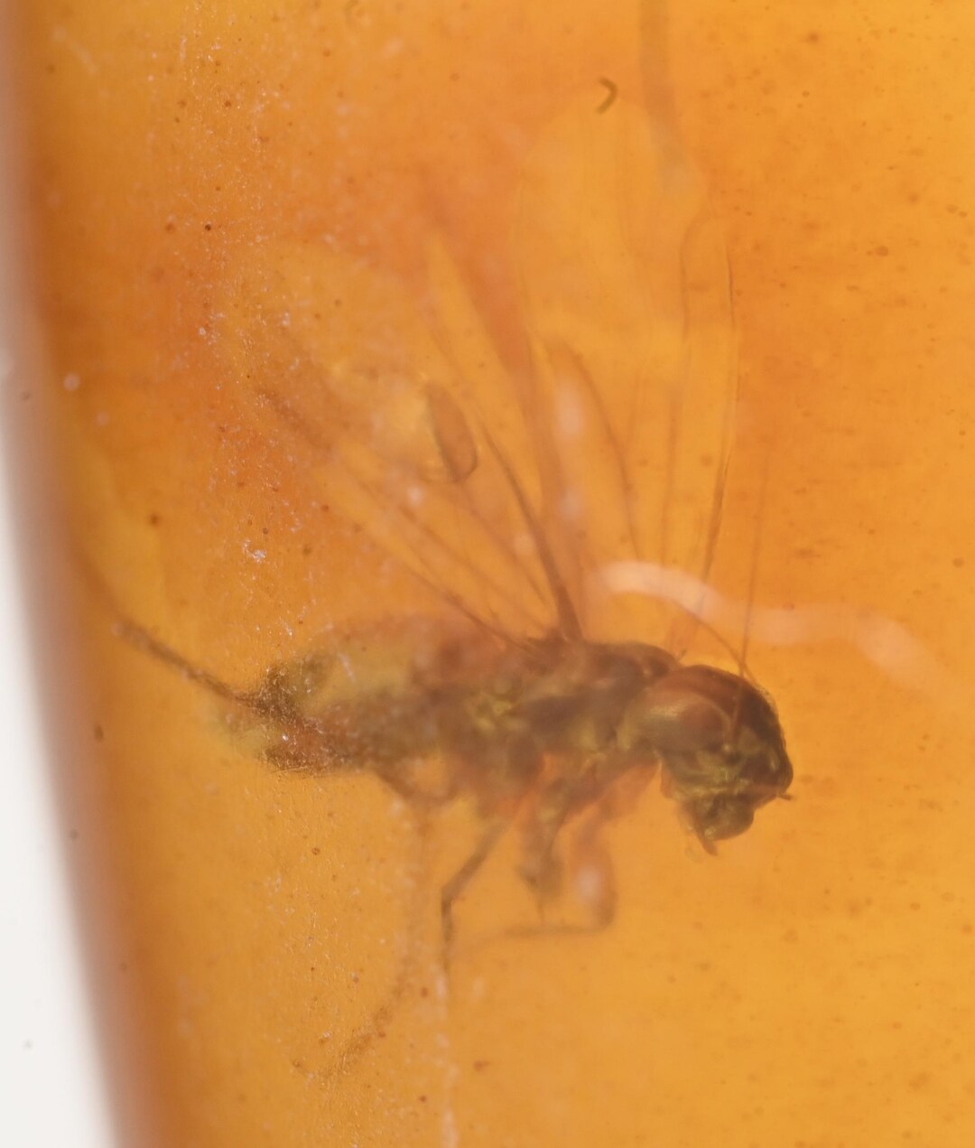 Psocoptera (booklice), Fossil Insect Inclusion in Burmese Amber - Etsy