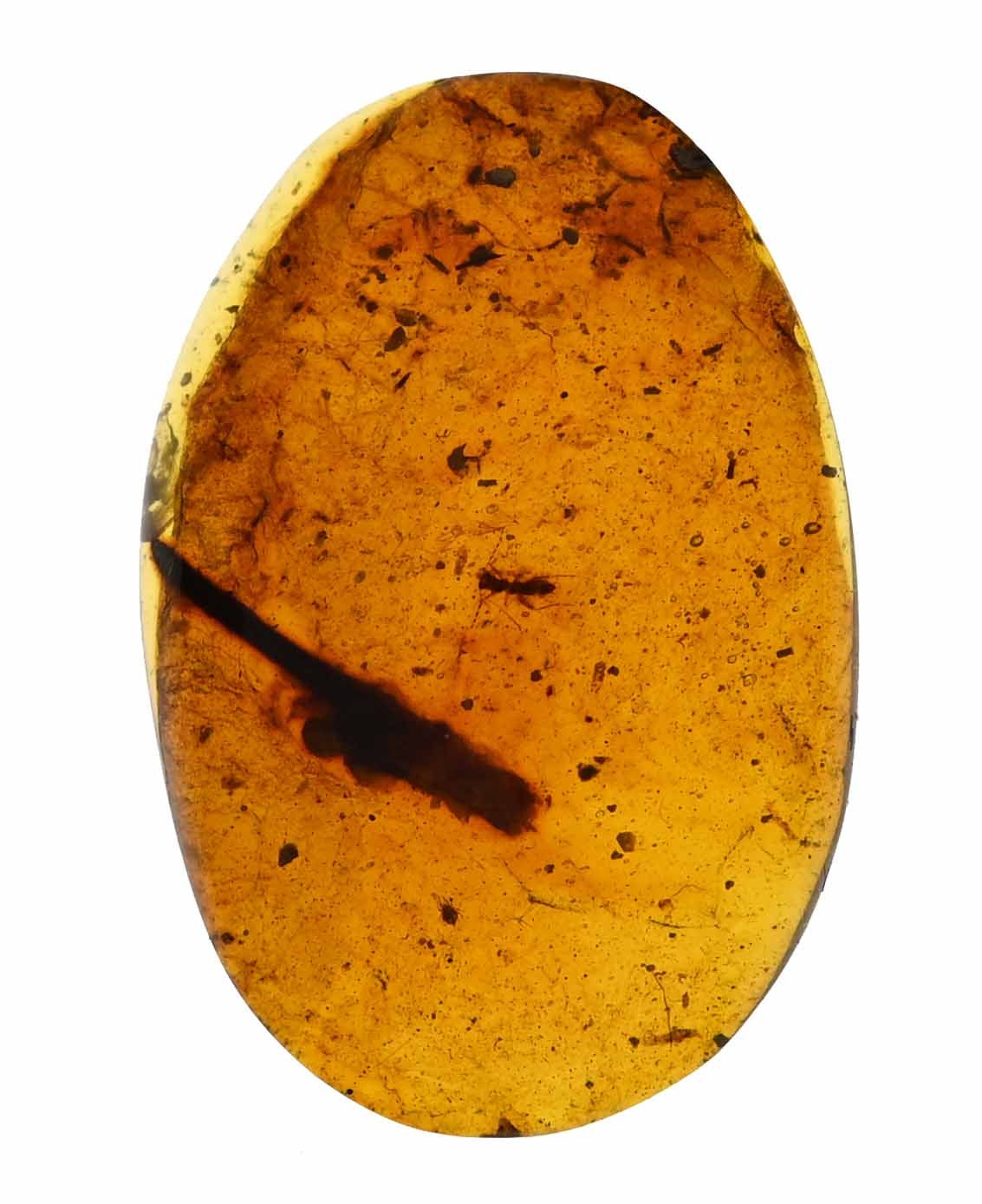 RARE Zoraptera angel Insect Fossil Inclusion in Burmese - Etsy