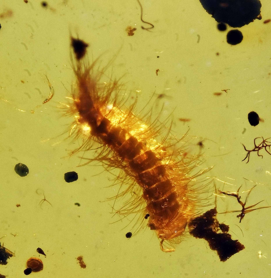 Detailed Polyxenidae soft Millipede Fossil Inclusion in - Etsy