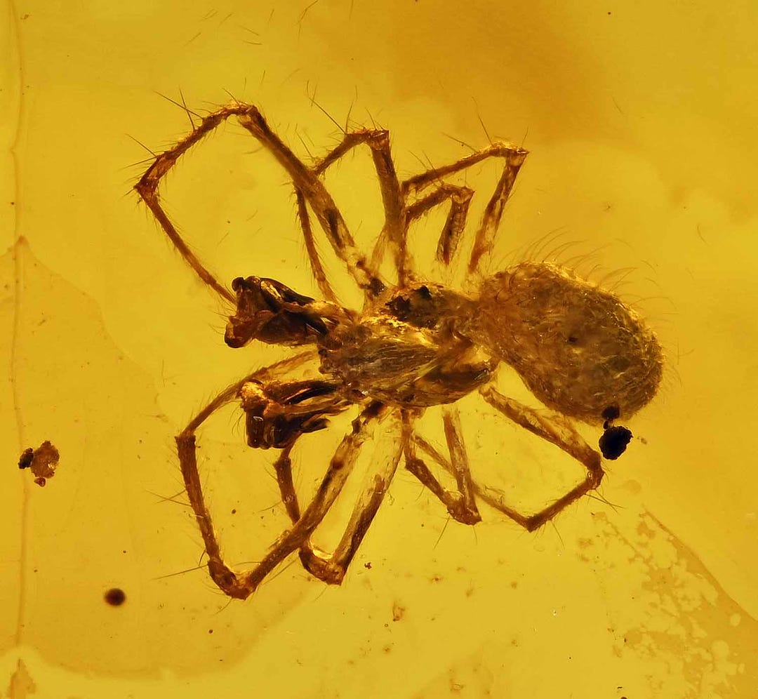 Unusual Araneae: Araneida (spider), Fossil Inclusion in Burmese Amber ...