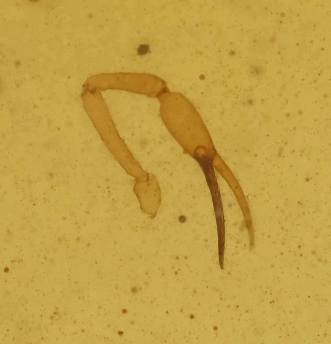 Rare Scorpion Pedipalps pincer, Fossil Insect Inclusion in Burmese ...