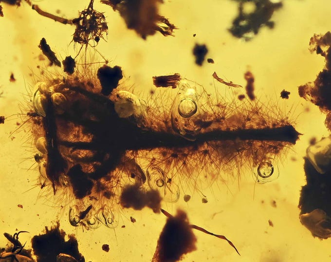 Two Beetles and Two Gnats, Fossil Inclusion in Burmese Amber - Etsy