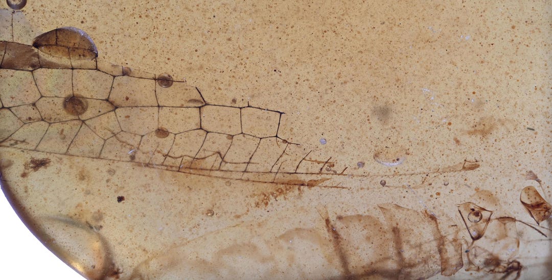 Rare Odonata (dragonfly) Wing, Fossil Insect Inclusion in Burmese Amber ...