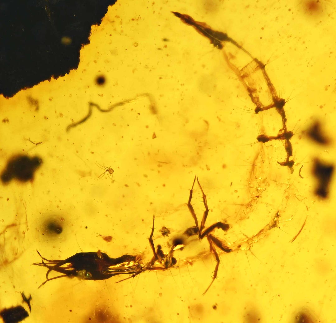 Rare Raphidioptera Larva (snakefly), Fossil Inclusion in Burmese Amber ...