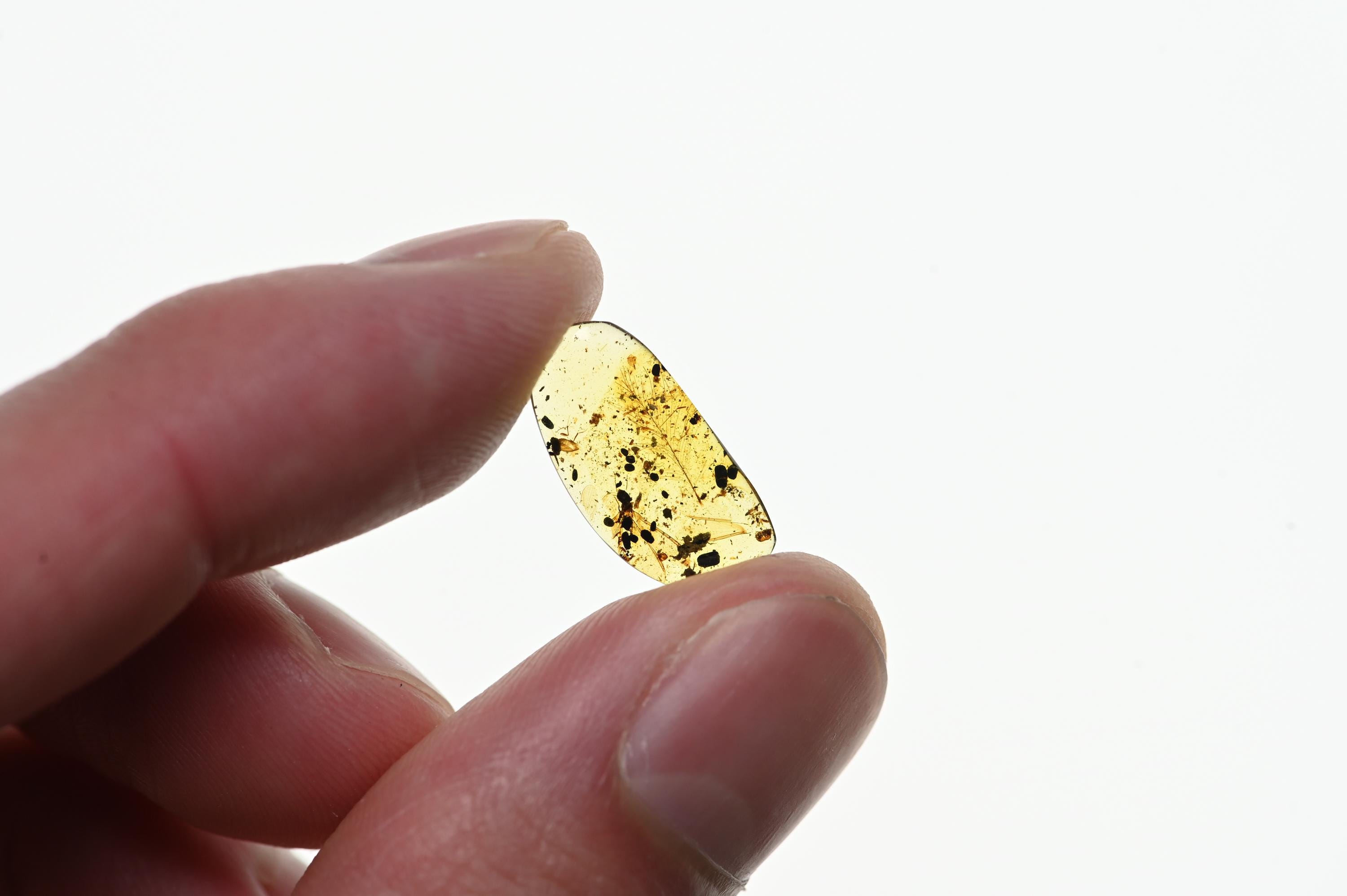Rare Bird Feathers, Aves, Fossil Inclusion in Burmese Amber - Etsy