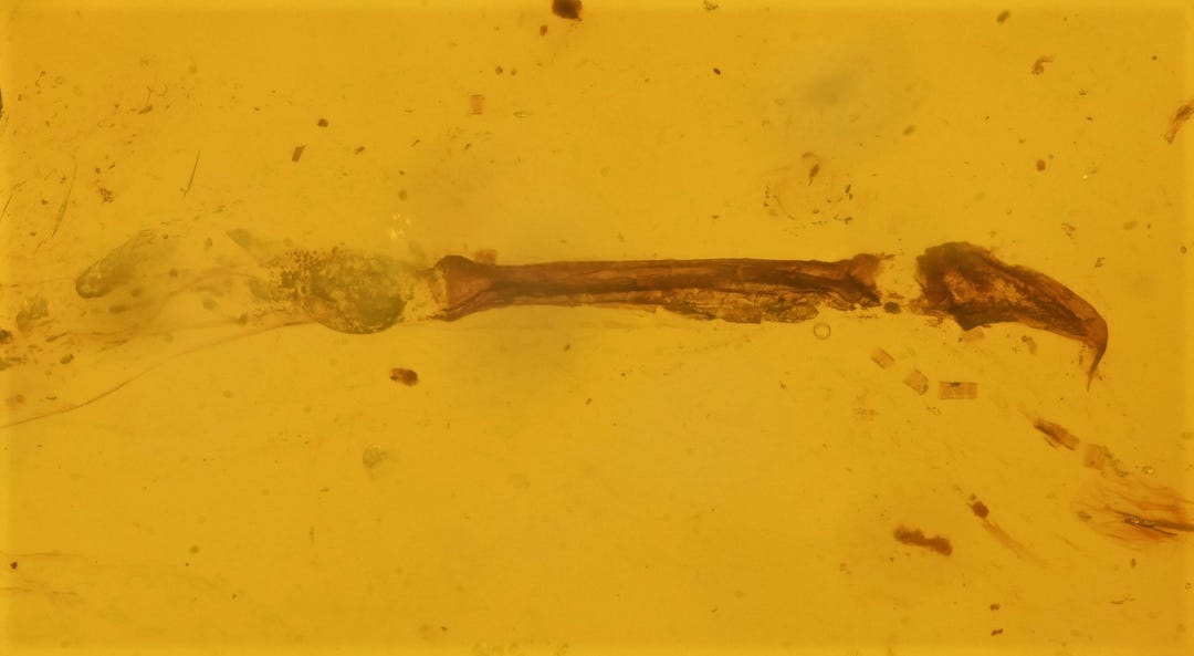 Lizard Claw in Large Piece of Amber, Fossil Insect Inclusion in Burmese ...