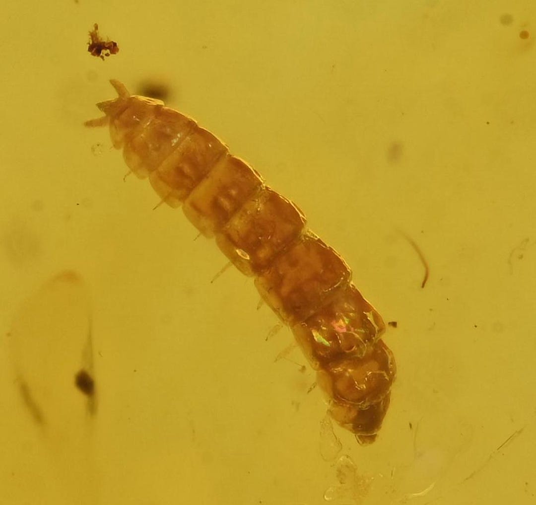 Coleoptera (beetle) Larva, Fossil Insect Inclusion in Burmese Amber - Etsy