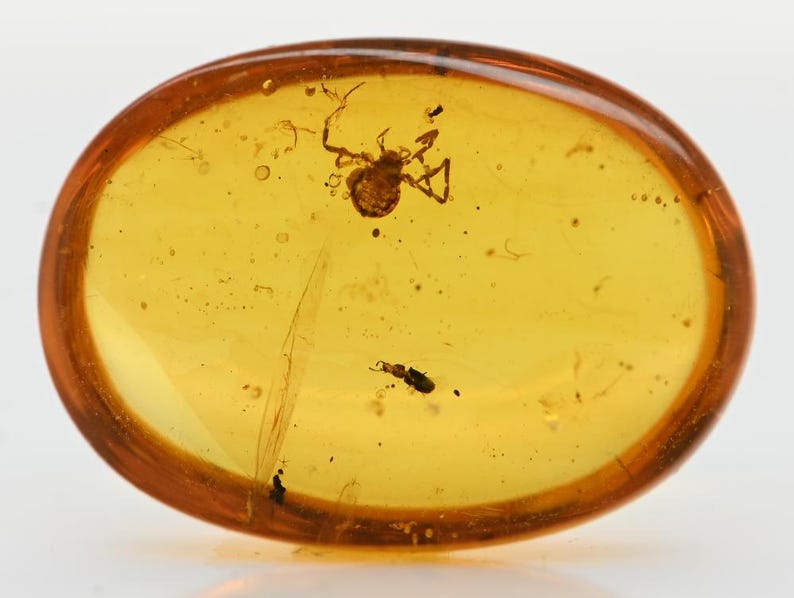 Rare Ricinulei (hooded Tick-spiders), Fossil Inclusion in Burmese Amber ...