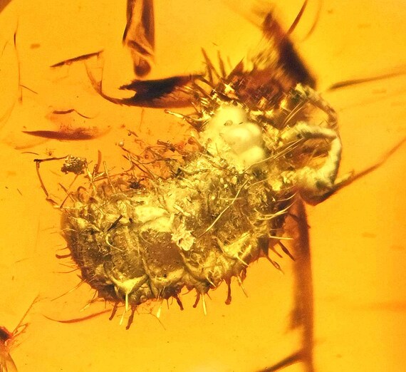 Hairy Coleopteran Larva beetle Fossil Inclusion in Baltic - Etsy