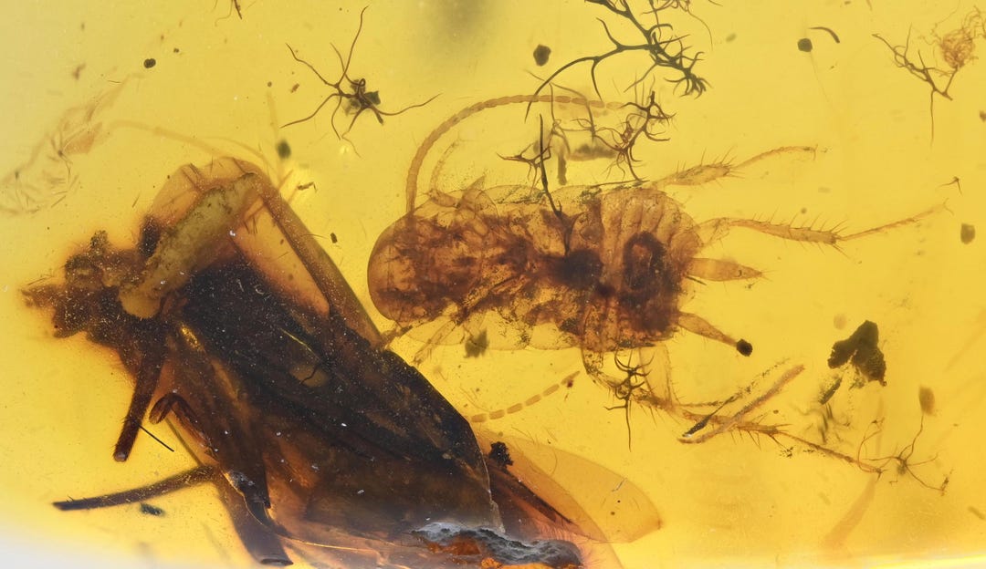 Blattodea (cockroach), Fossil Insect Inclusion in Burmese Amber - Etsy