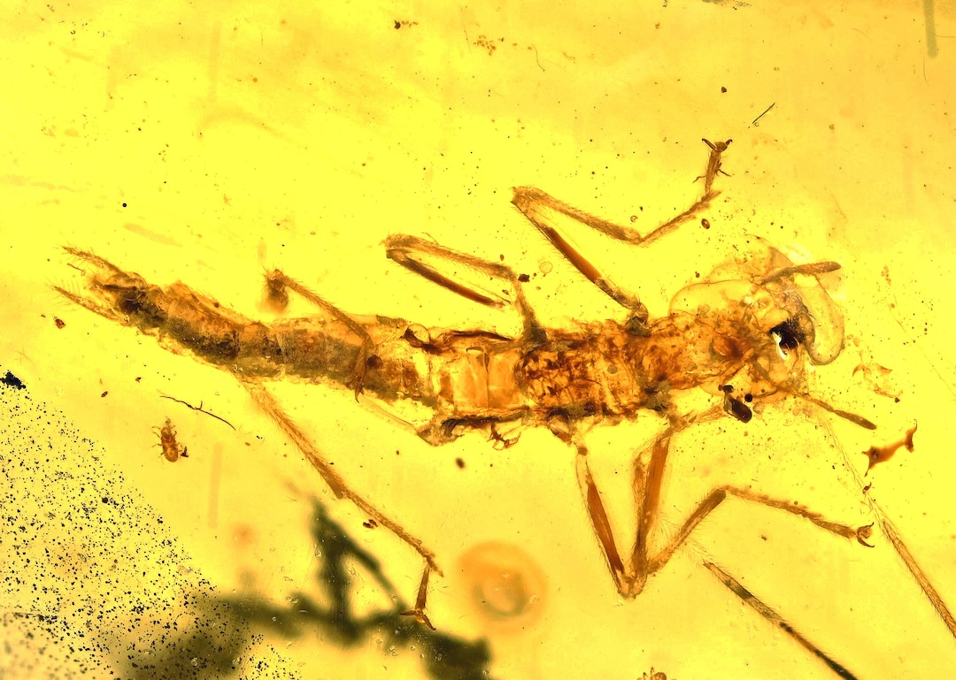 Scarce Phasmatodea (walking Stick), Fossil Inclusion in Burmese Amber ...