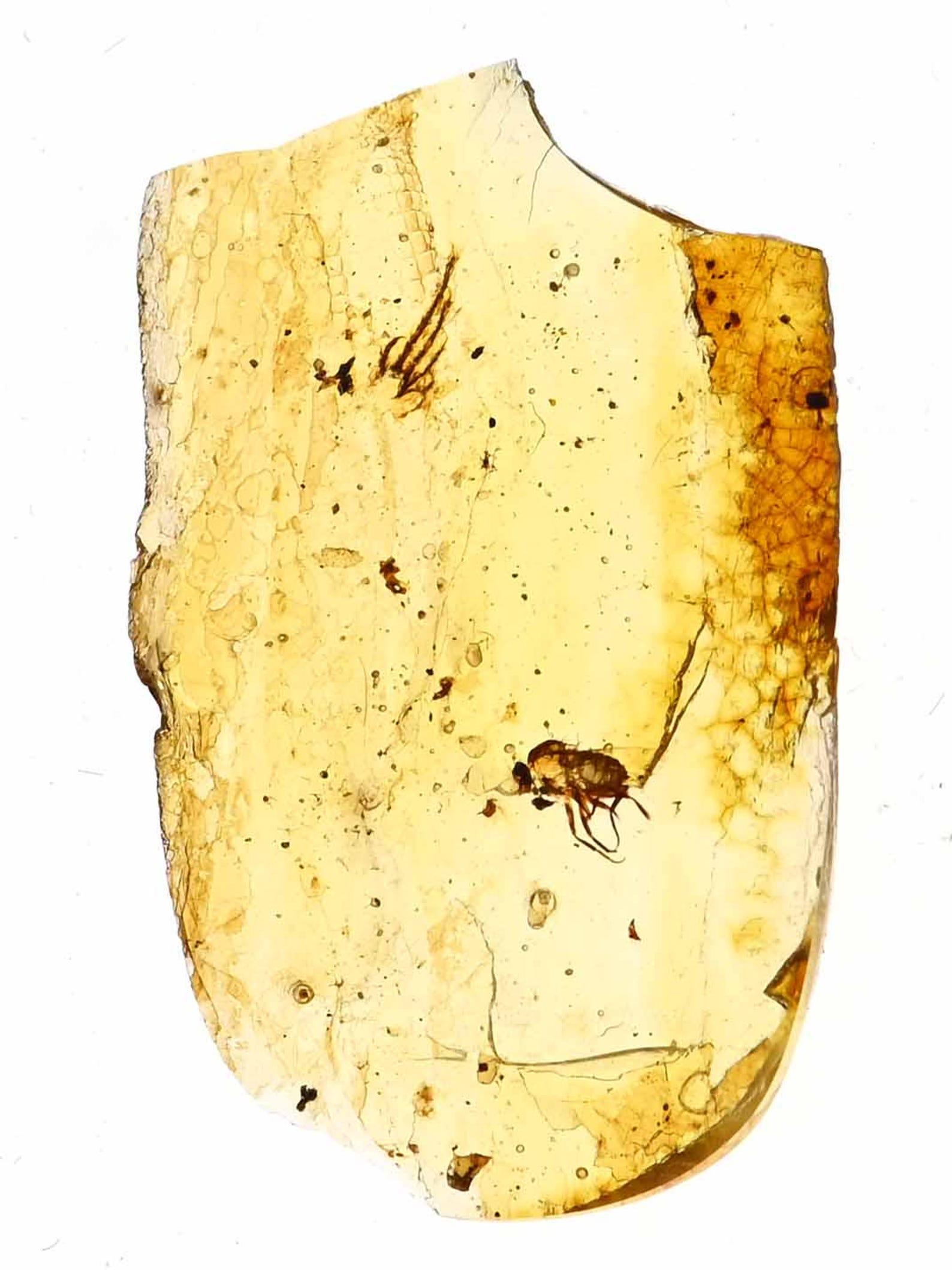 Lizard Foot/claw With Skin, Fossil Inclusion in Burmese Amber - Etsy
